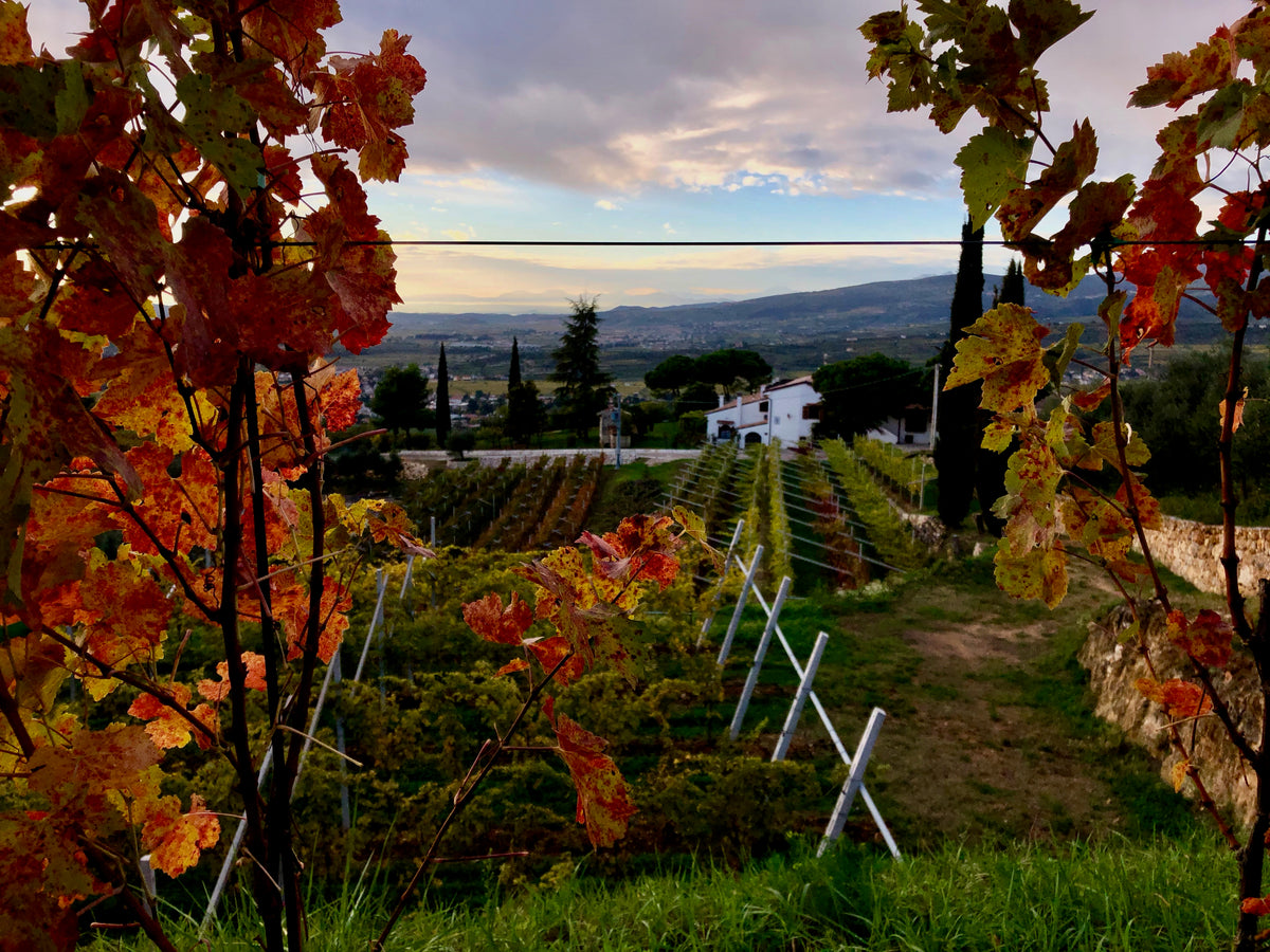 Le Ragose, Amarone della Valpolicella Classico in Decanter magazine ...