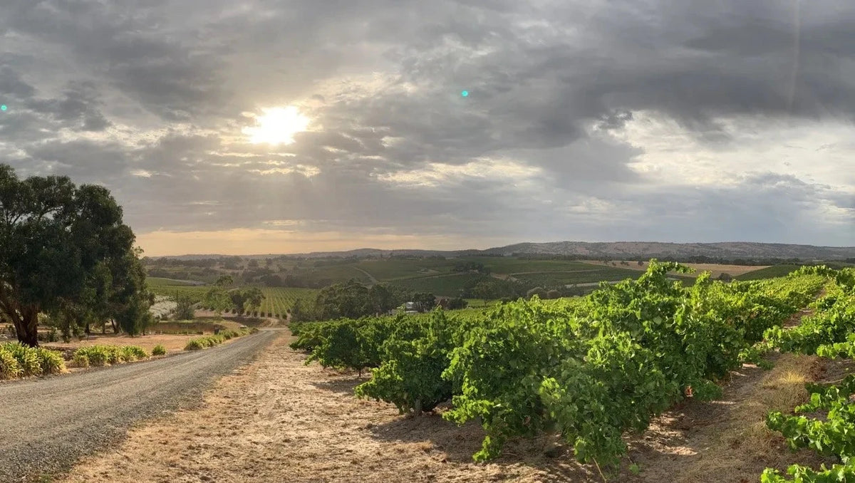 Thistledown Wines – The Allotment Wine Company